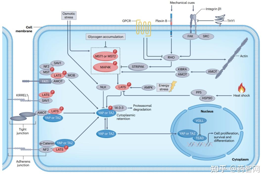 「河马」怒吼，击退癌细胞：TEAD抑制剂在研进展 - 知乎