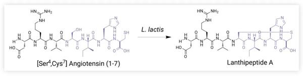 多肽——独特的药物 | MedChemExpress - 知乎