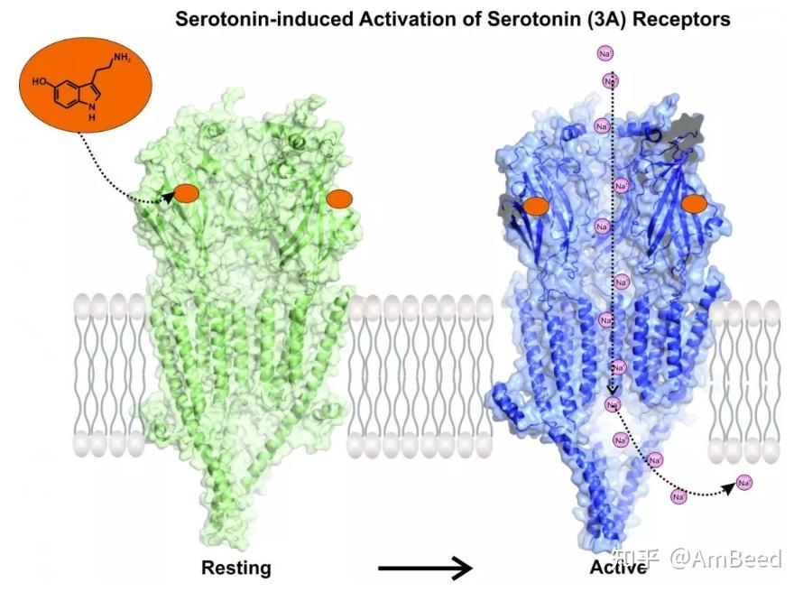 【AmBeed解读】深入解析5-HT受体 - 知乎