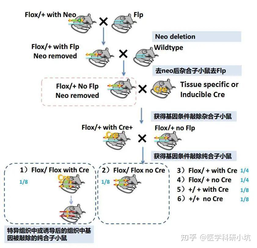 基因条件性敲除与Cre/LoxP、Flp/FRT重组系统 - 知乎