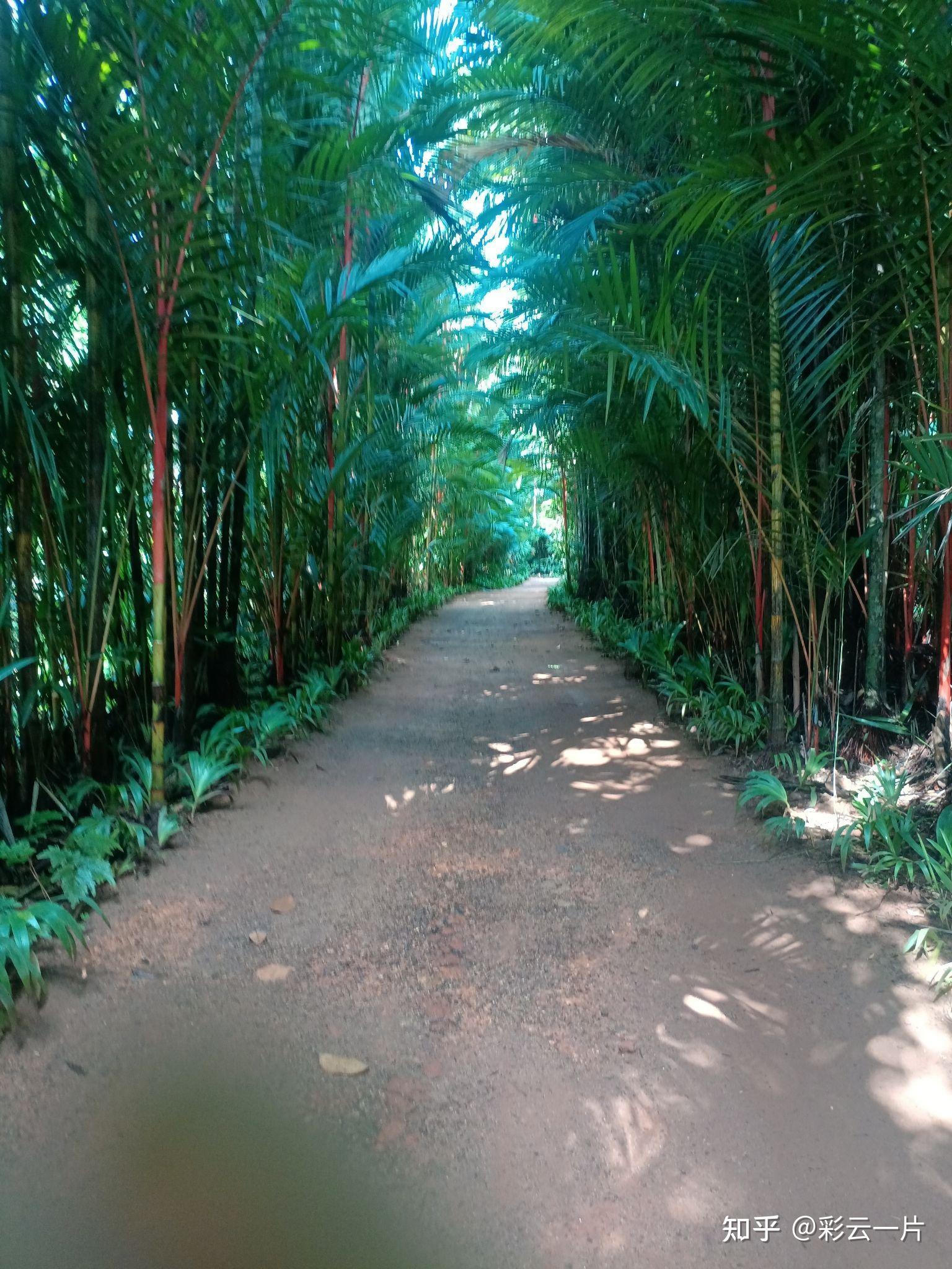 brief garden by bevis bawa - 知乎