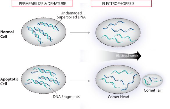 细胞实验 | 属于实验室的浪漫之彗星实验（Comet assay） - 知乎