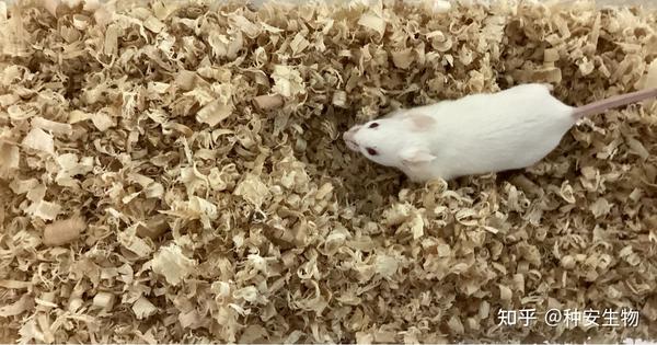 近交系小鼠 BALB/c - 知乎