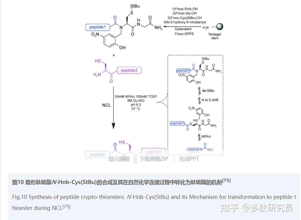 多肽及蛋白质的化学合成研究 - 知乎
