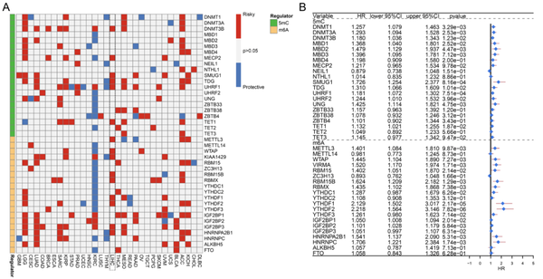 Mol Can ｜ 根据5mC/m6A多组学EME打分预测肝癌进展和潜在靶点 - 知乎