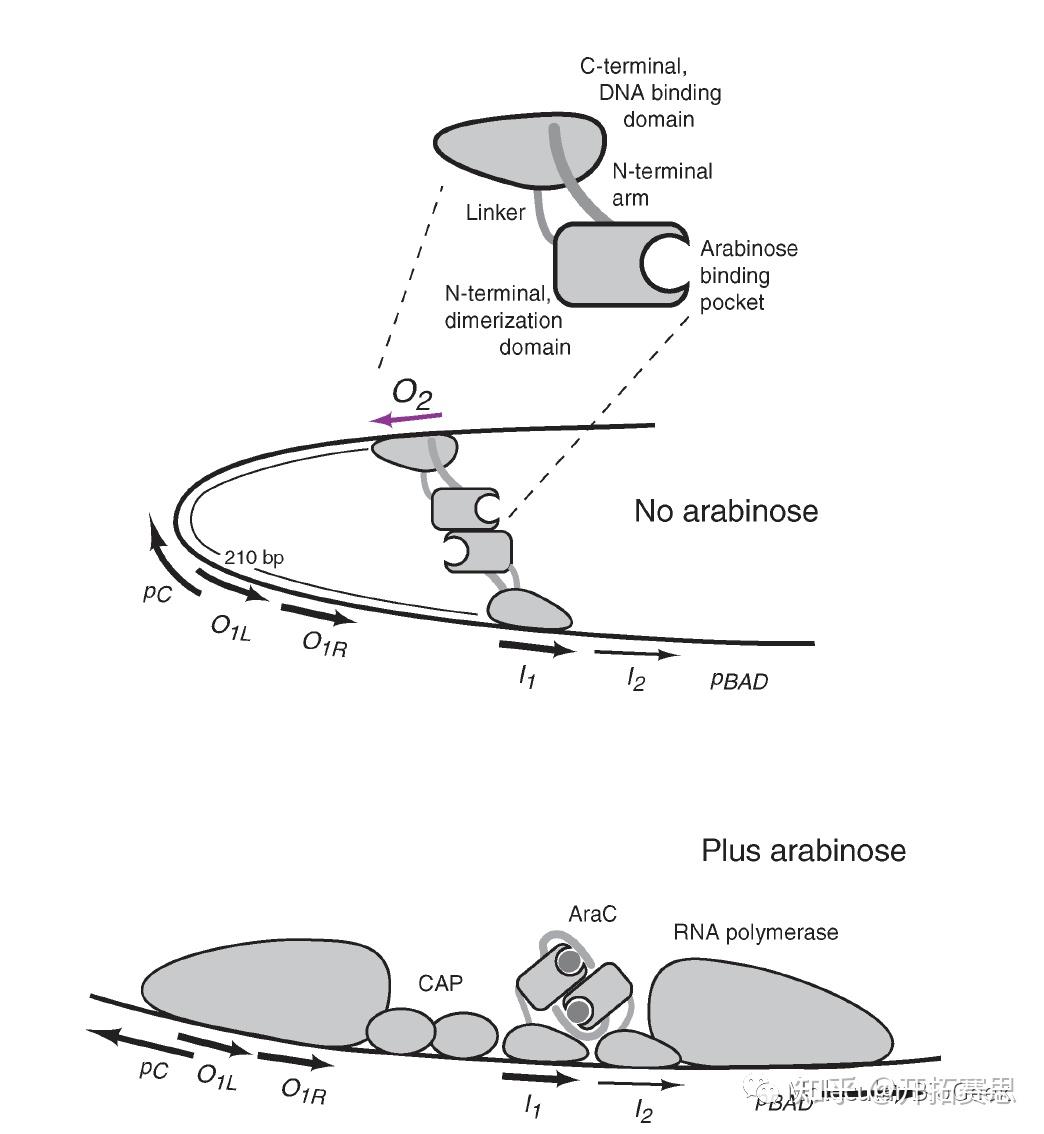 pBAD并不“坏”：毒性蛋白表达的好选择 - 知乎