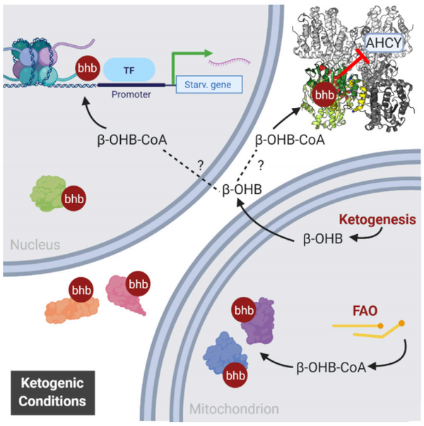 Cell Rep | 3-羟基丁酰化修饰组学揭示酮体生成对肝脏代谢的影响 - 知乎