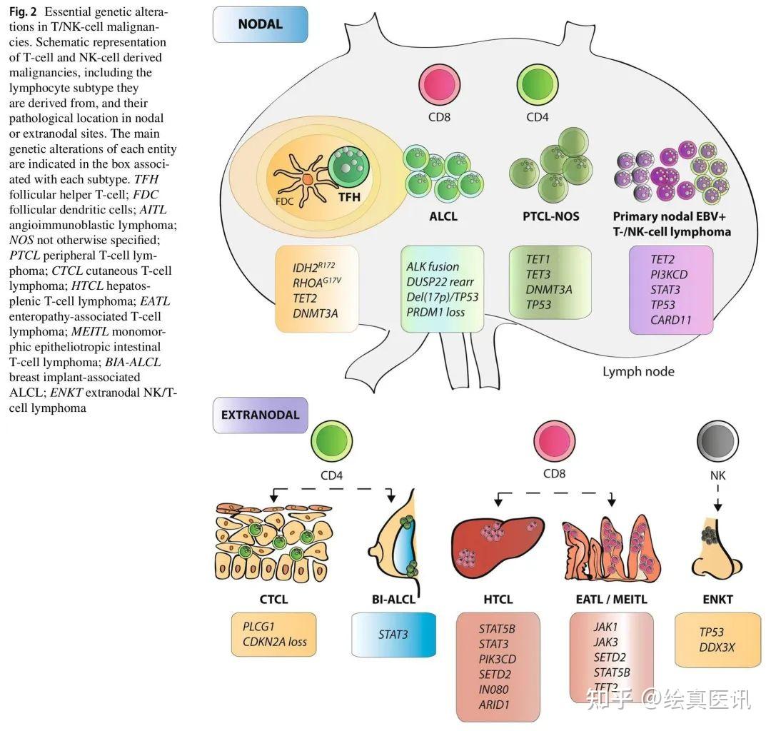 最全综述：淋巴瘤进行哪些基因检测可以辅助诊疗？ - 知乎
