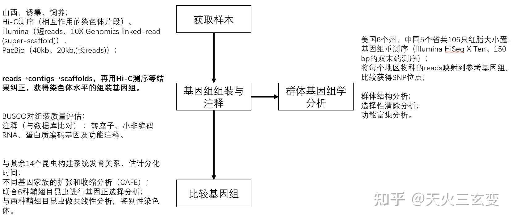 Chromosome-level genome assembly （Dendroctonus valens） - 知乎