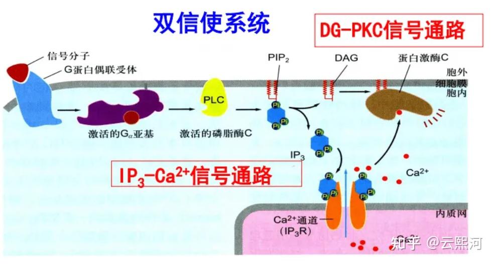 G蛋白偶联受体介导信号转导 - 知乎