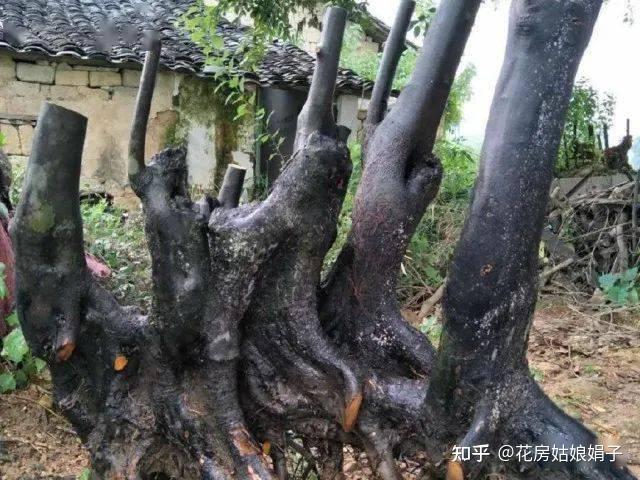 3招教会你，让树桩快速发芽成活，方法简单，一看就会 - 知乎
