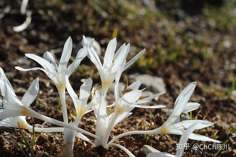 多肉植物全图鉴17：秋水仙科（Colchicaceae），秋水仙属（Colchicum） 原始种A-H - 知乎