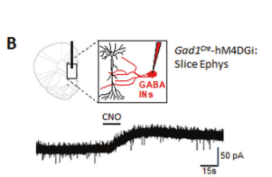 【文献解读】摆脱抑郁！抑制mPFC的GABA能中间神经元让你和抑郁症说再见 - 知乎