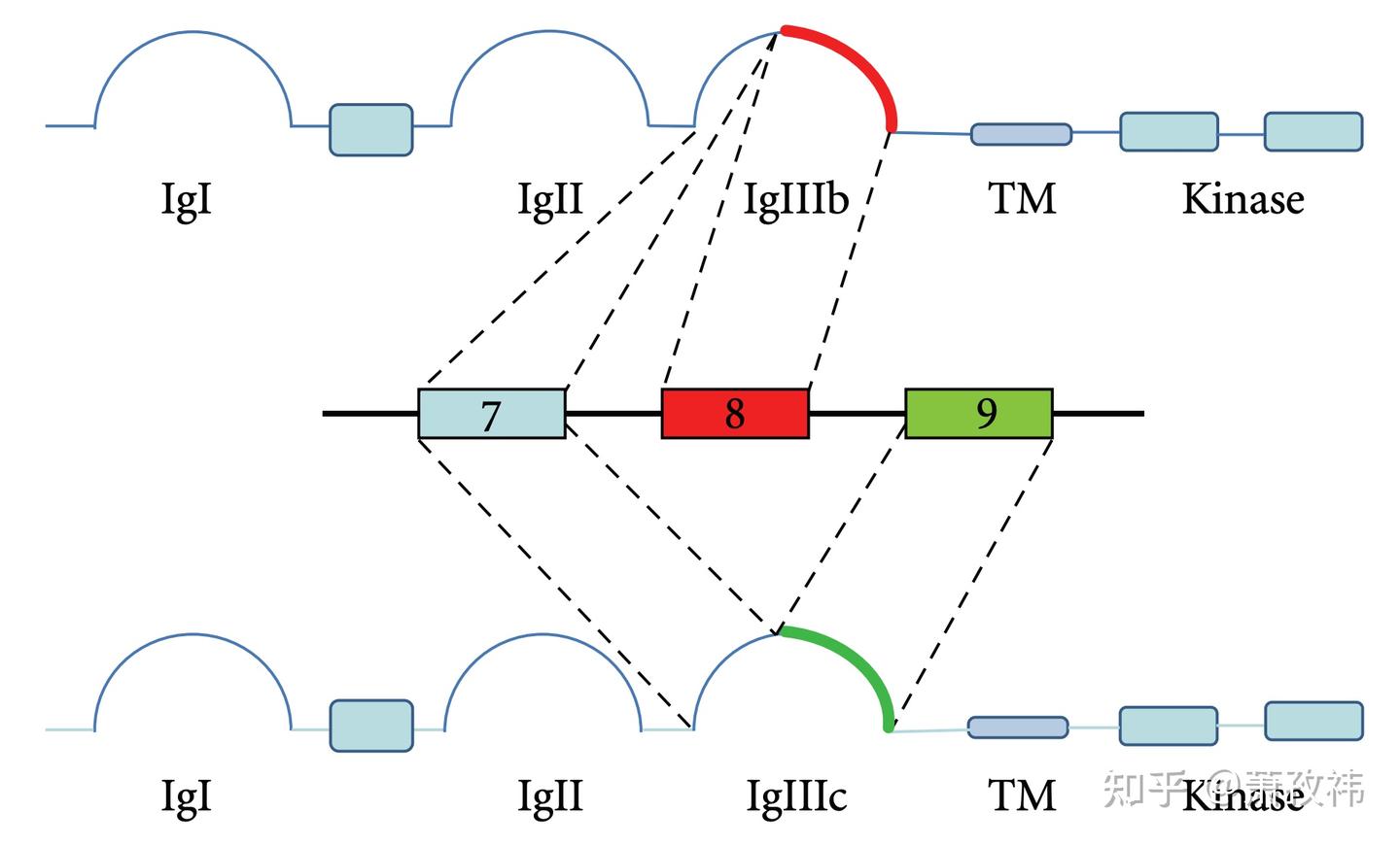 FGFR：信号通路与靶向药物 - 知乎