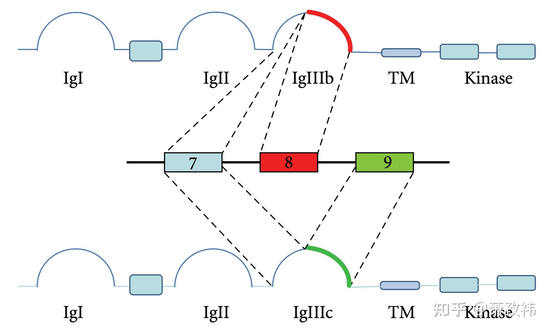FGFR：信号通路与靶向药物 - 知乎