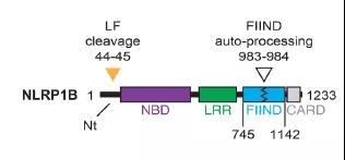 Science 背靠背| 破解NLRP1炎症小体的活化之谜 - 知乎