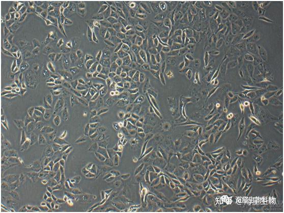 HK-2细胞培养常见问题与技巧 - 知乎