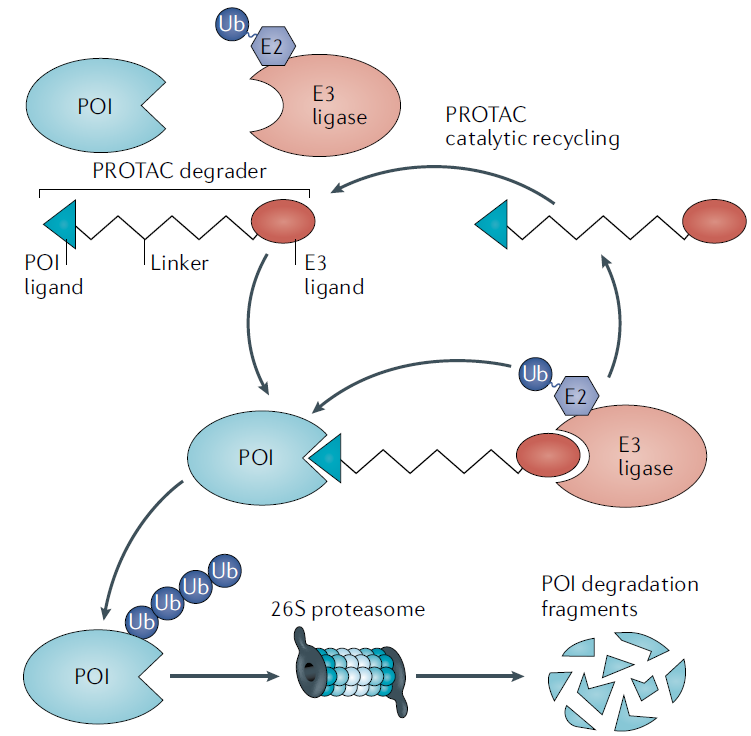 一文读懂：蛋白降解靶向嵌合体 (PROTAC） - 知乎