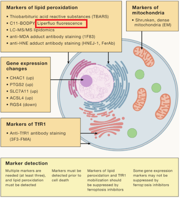 铁死亡与脂质过氧化物 - 知乎