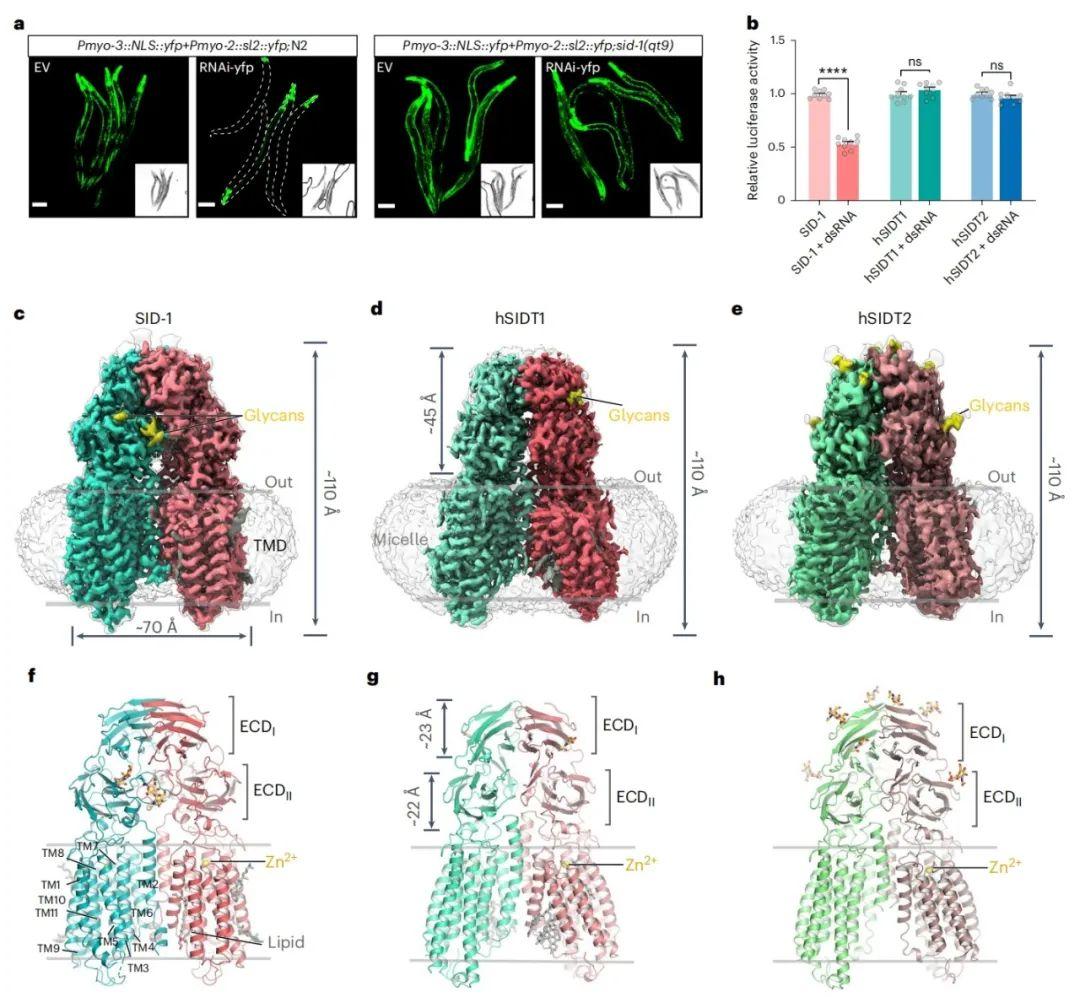每日科研进展 l 2024.04.29 l SID-1对双链RNA识别和转运的结构研究 - 知乎