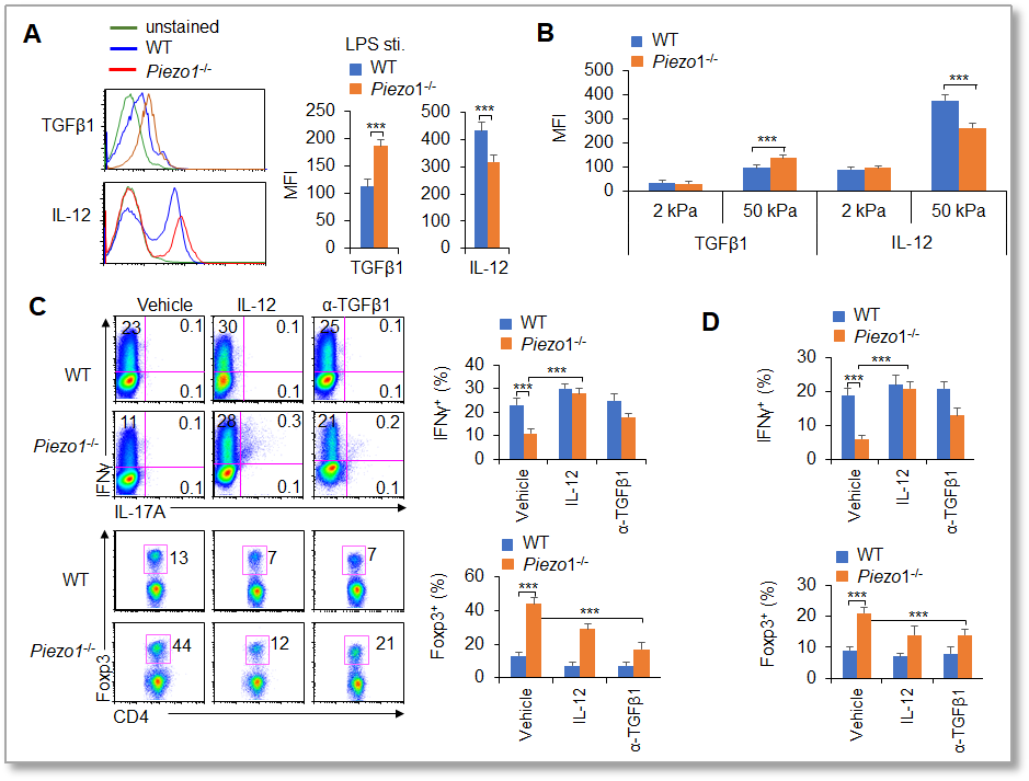 eLife︱刘光伟/毕玉晶团队发现机械力受体PIEZO1肿瘤免疫新机制：调控树突状细胞依赖性T细胞分化 - 知乎