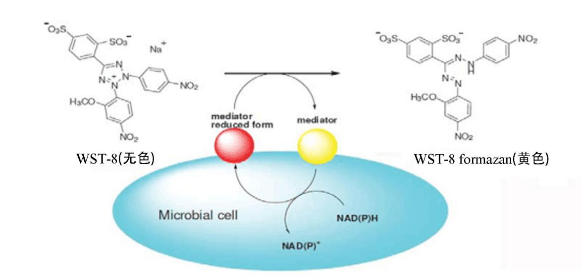 CCK-8 细胞活力检测的基本原理及综述 - 知乎