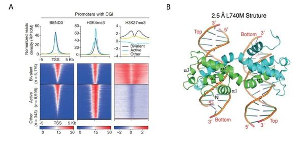 专家点评Science | 朱冰/许瑞明合作团队报道CpG岛结合蛋白BEND3作用机制 - 知乎