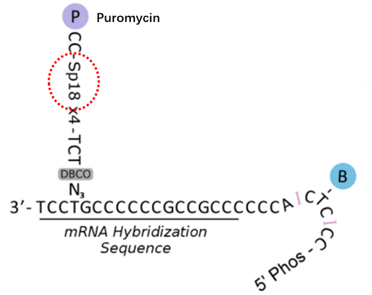 浅谈寡核苷酸spacer修饰的作用 - 知乎