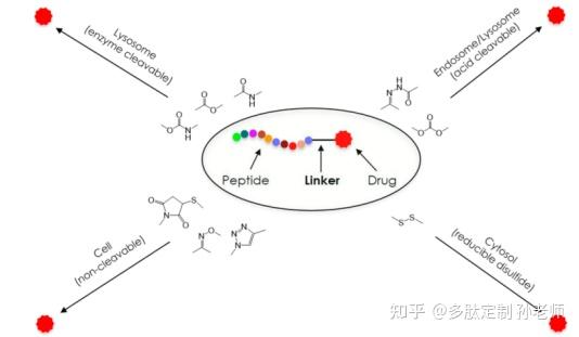 多肽偶联药物（PDC)及载体蛋白（BSA ,KLH ,OVA） - 知乎