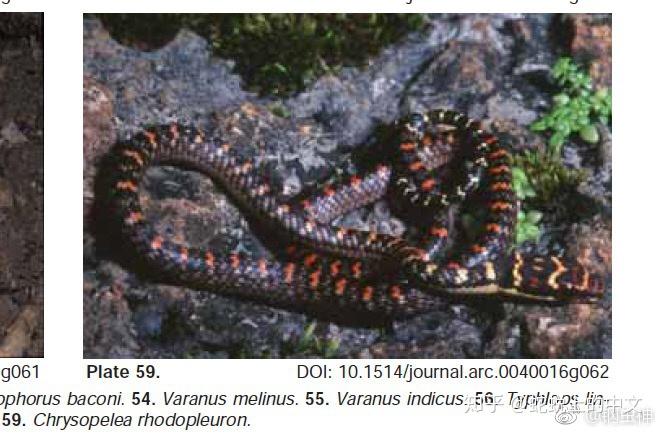 中国有飞蛇吗? - 知乎