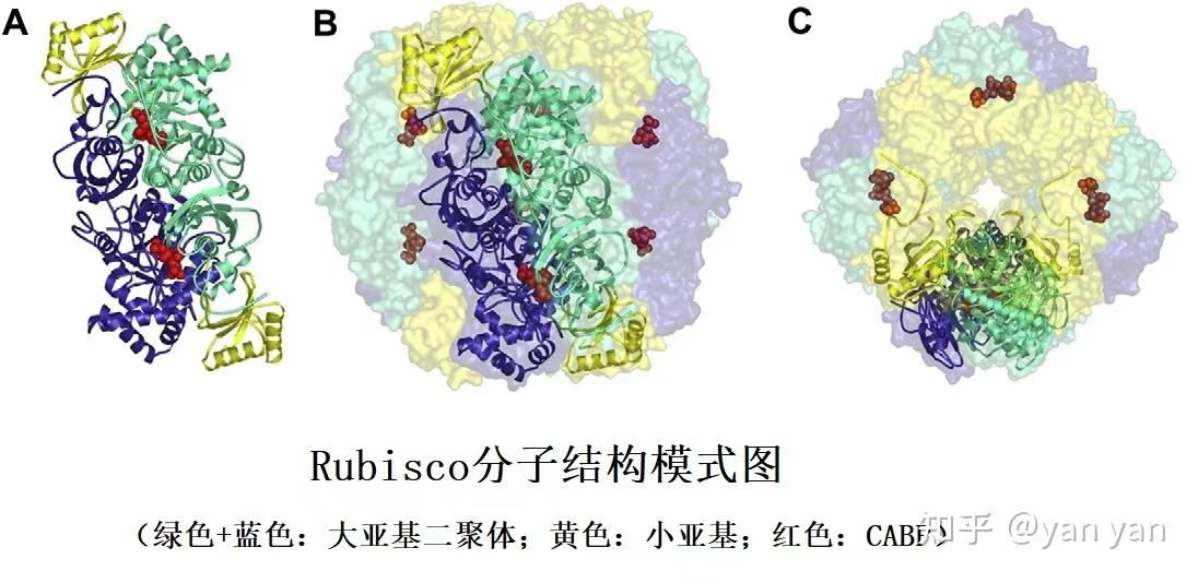 BIOLOGY｜关于Rubisco酶的结构与功能 - 知乎