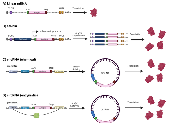 革新医药：RNA+合成生物学 - 知乎