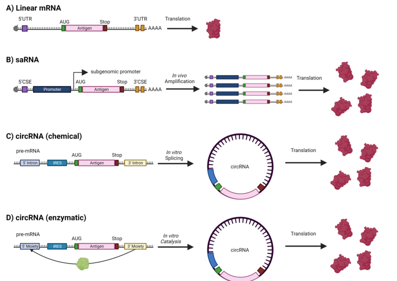 革新医药：RNA+合成生物学 - 知乎