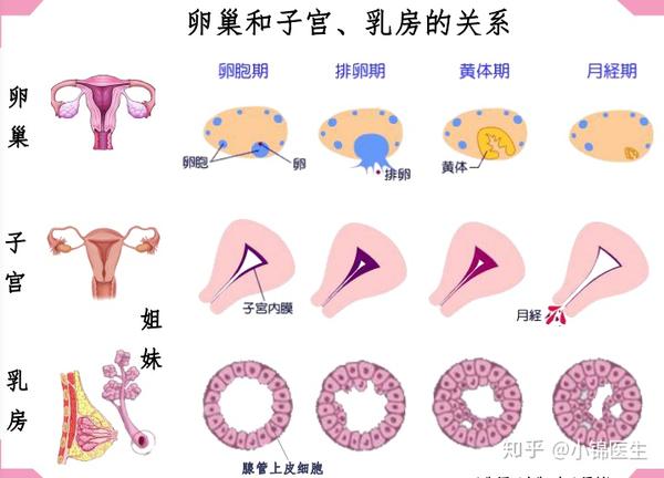 乳腺疾病和子宫疾病这么容易找上门?女性健康必看!脆弱的器官! 知乎