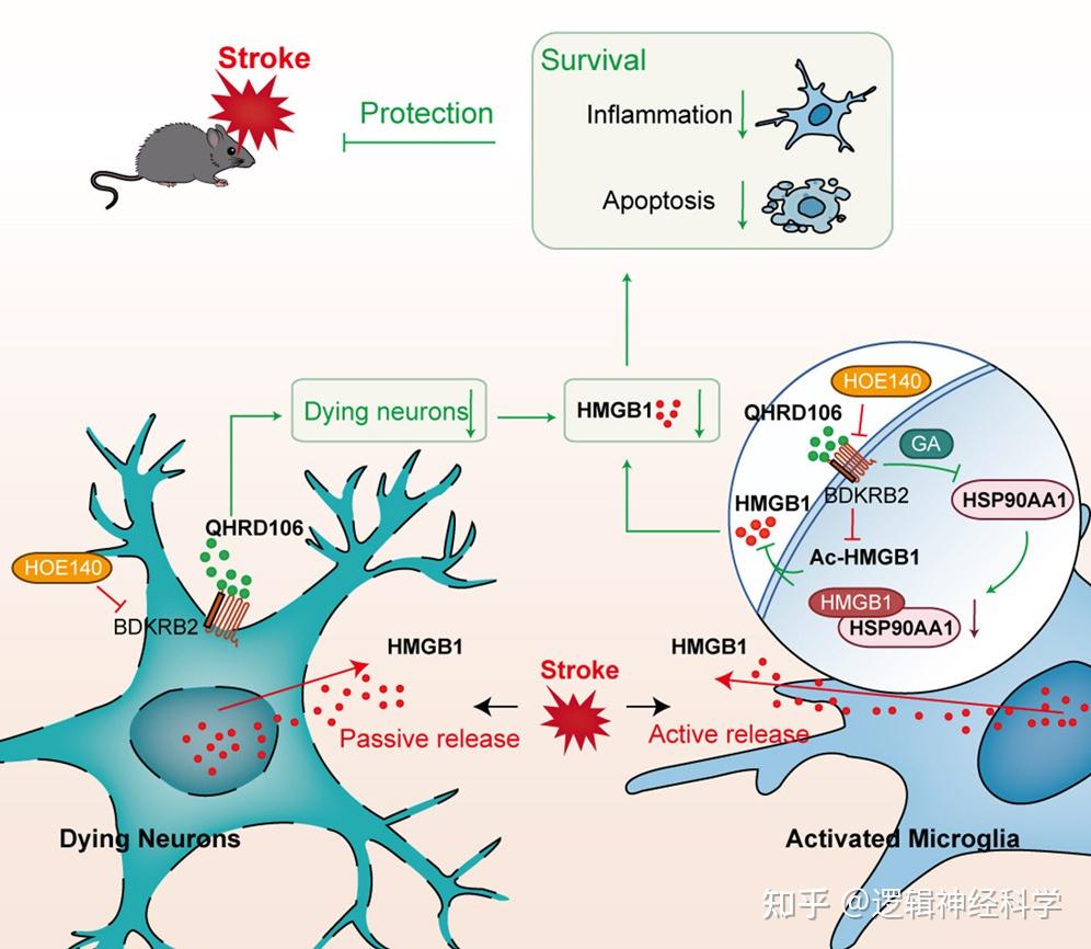 iScience︱南京大学徐运课题组揭示QHRD106作为一种新型长效的组织型激肽释放酶制剂改善缺血性脑损伤 - 知乎