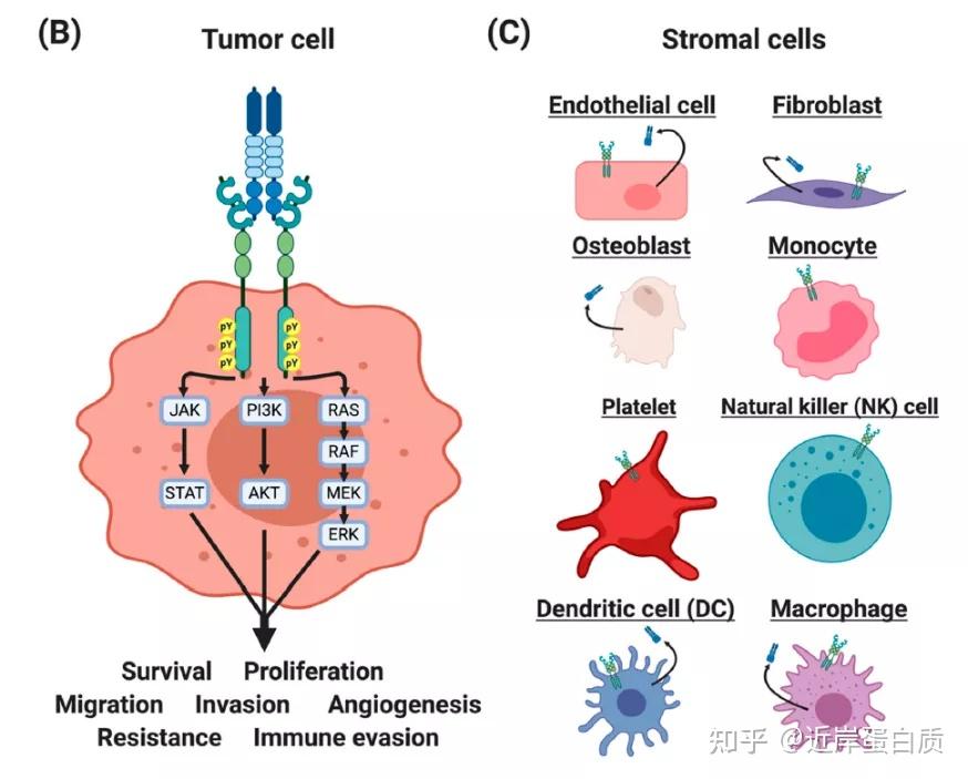 下一代肿瘤免疫治疗新靶点：GAS6/AXL - 知乎