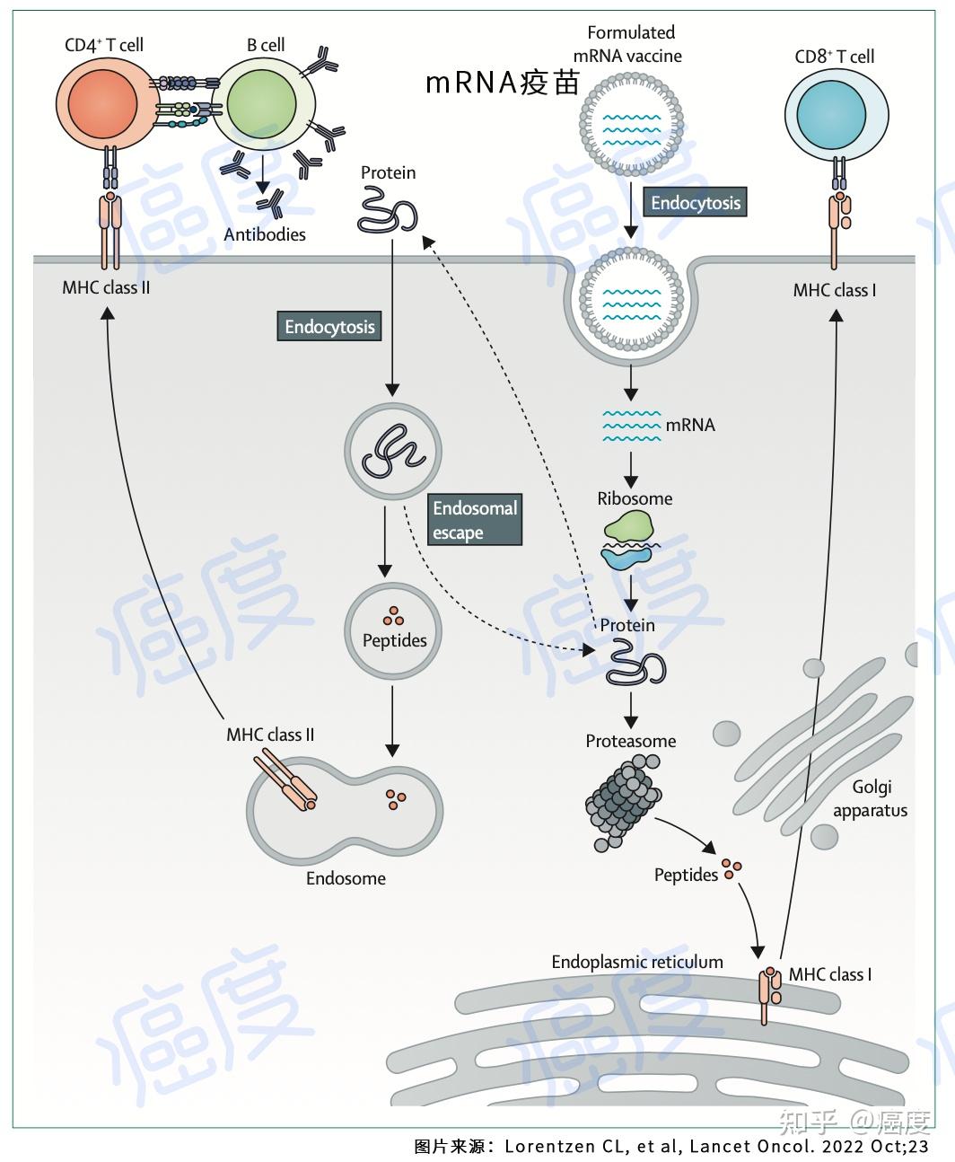癌症mRNA疫苗联合PD-1新疗法为无药可用的肺癌患者带来曙光！ - 知乎