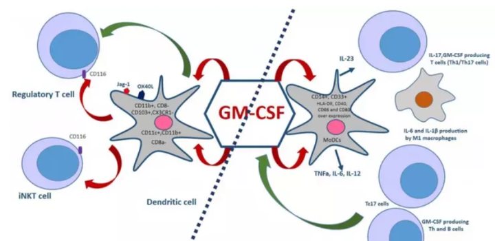 粒细胞-巨噬细胞集落刺激因子（GM-CSF）的来源、功能与疾病 - 知乎
