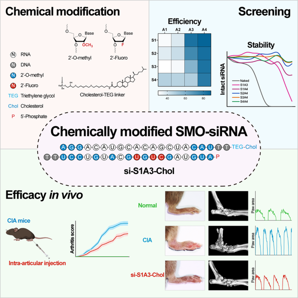 Mol Ther-Nucl Acids︱黄建林/巫林平团队揭示靶向Hedgehog通路化学修饰siRNA有望治疗类风湿关节炎 - 知乎