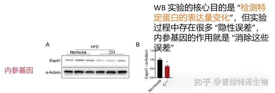 什么是内参基因？为何 WB 和 qPCR 实验都离不开它？ - 知乎