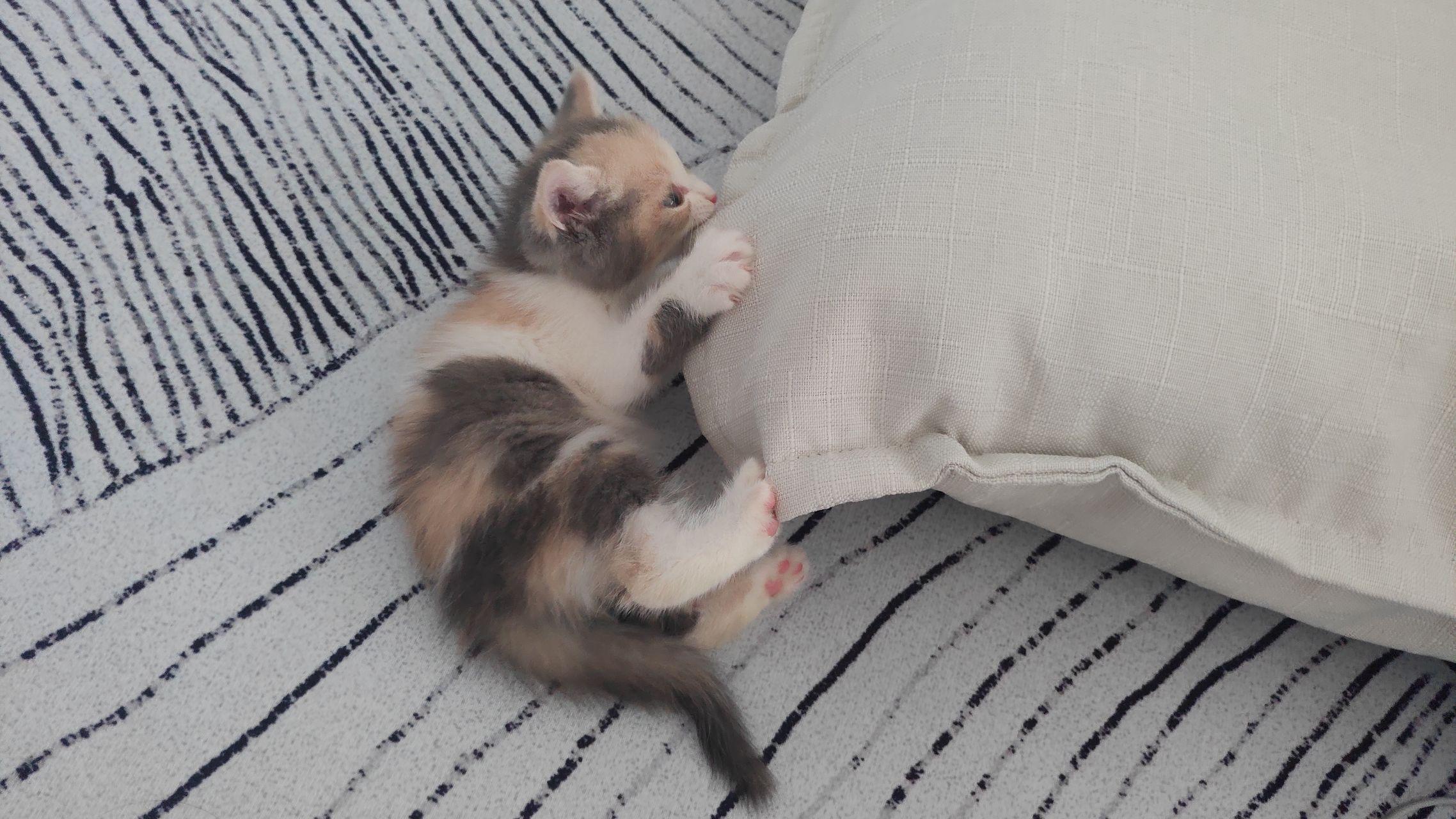 大猫和新来的小猫如何相处 知乎