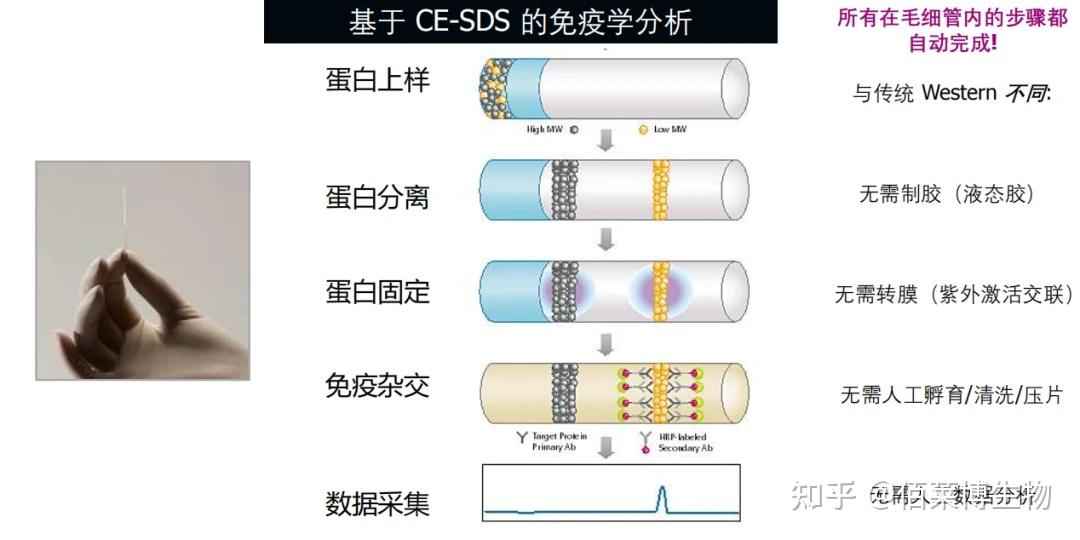 数字化Western Blot蛋白质印迹定量分析技术 - 知乎
