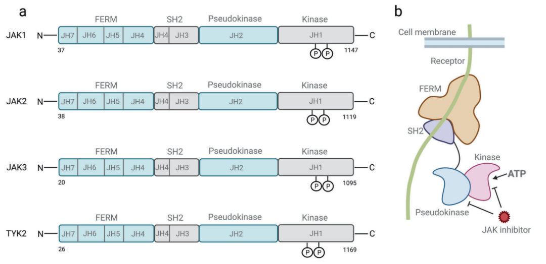 JAK-STAT 通路与炎症和自身免疫性疾病 | MedChemExpress - 知乎