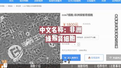 COS-7细胞培养，SV40转化的非洲绿猴肾细胞培养攻略 - 丰晖生物 - 知乎