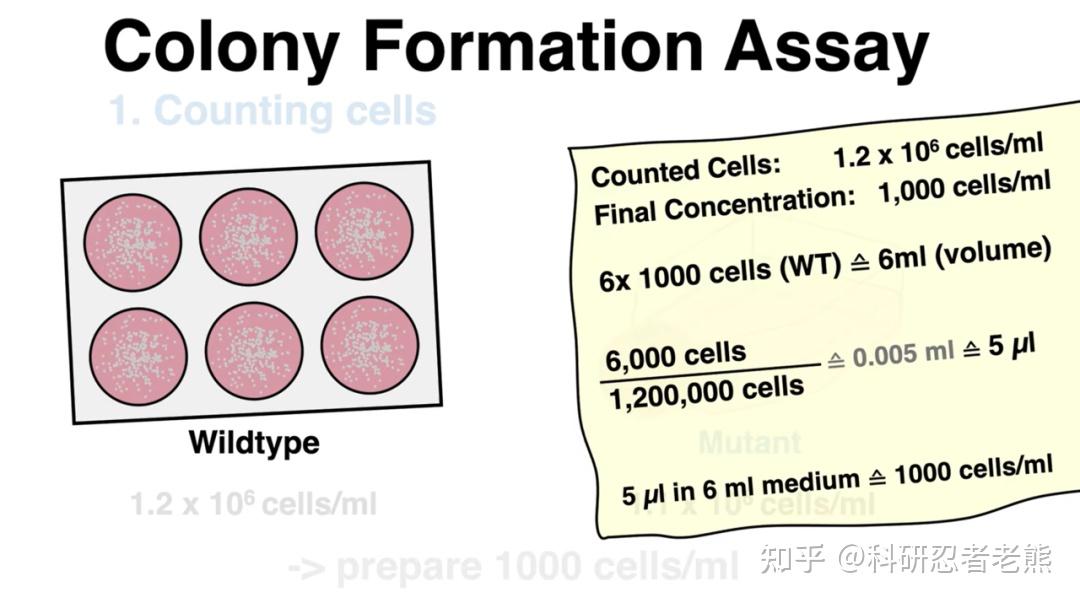 细胞表型之Colony-formation assay 克隆形成实验指南 - 知乎