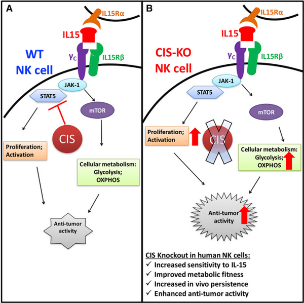Cell Stem Cell | IsoPlexis单细胞功能蛋白质组学技术加速CRISPR编辑的iPS-NK细胞疗法 - 知乎