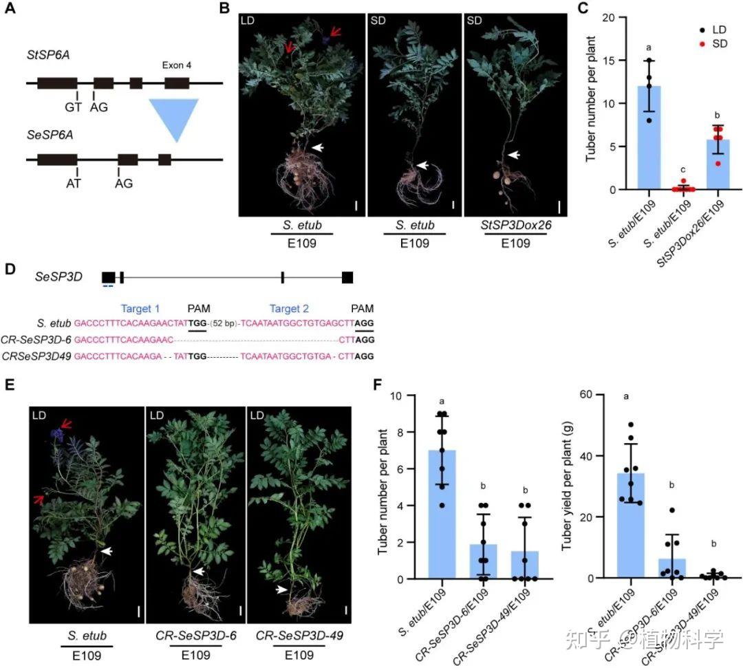 Plant Com | 华中农业大学马铃薯团队揭示马铃薯FT同源蛋白的结薯诱导作用 - 知乎