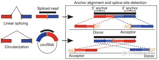 环状RNA十周年 | 测序技术篇 - 知乎