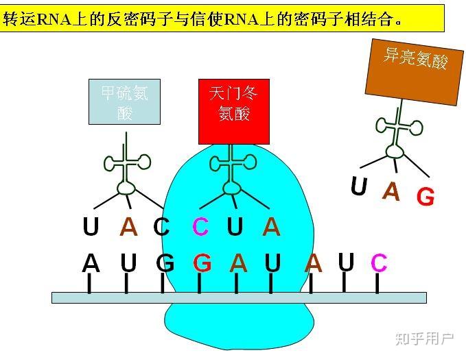 mRNA,tRNA,rRNA在翻译过程中是怎样参与的？ - 知乎