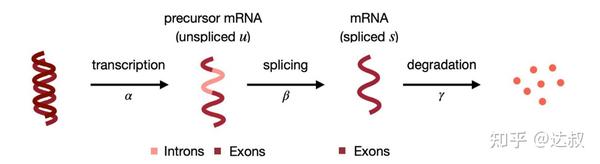 单细胞数据分析——RNA velocity（专题一） - 知乎